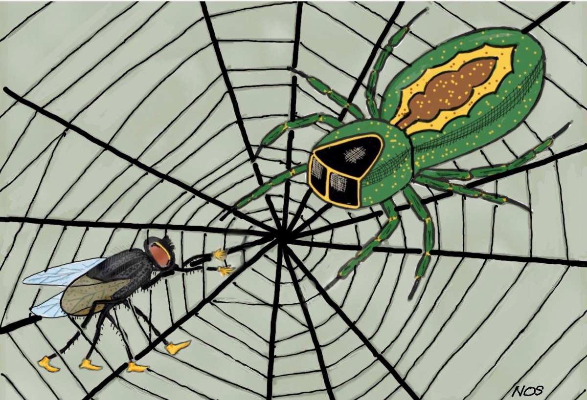 The fairy tale of The Spider and the Fly – IL BLOG DI NOS